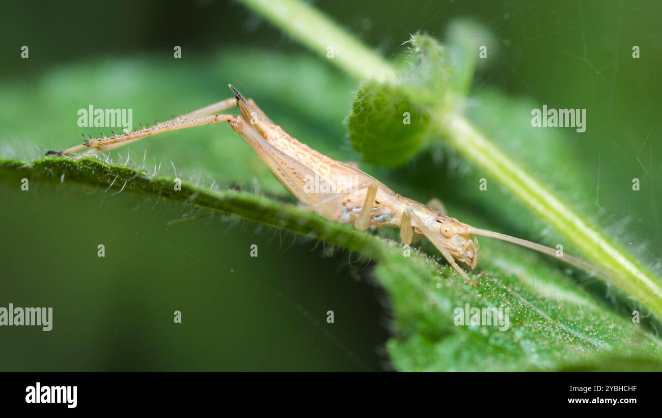 Italian Tree Cricket on a leaf, Oecanthus Pellucens Stock Photo - Alamy