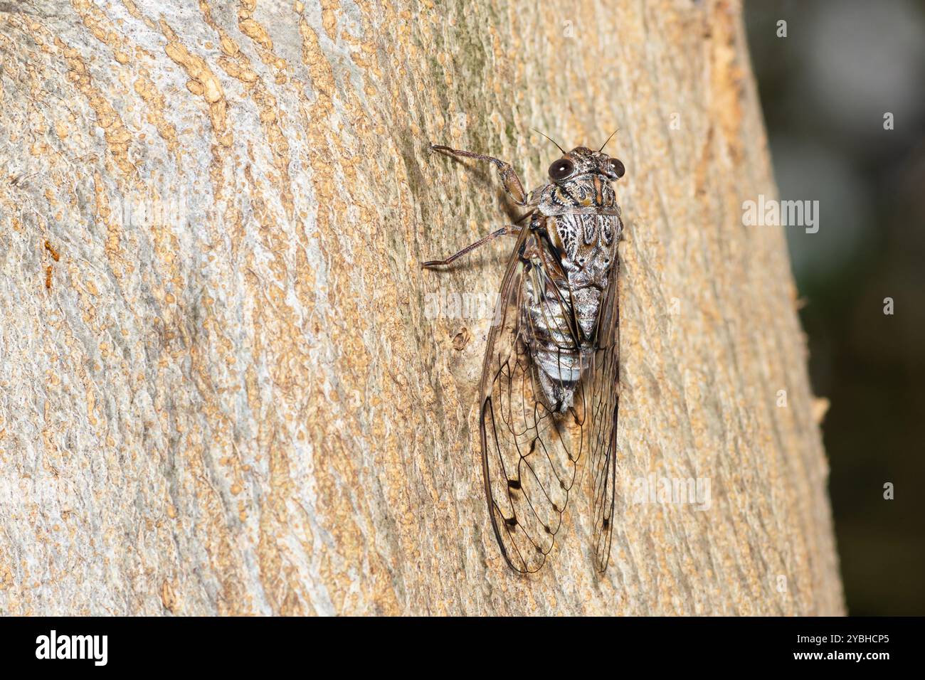 Cicada hemiptera cicadidae hi-res stock photography and images - Alamy