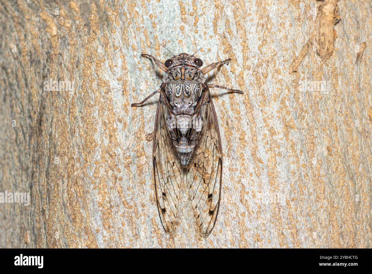 East Aegean Cicada on a tree trunk, Cicada Mordoganensis Stock Photo ...