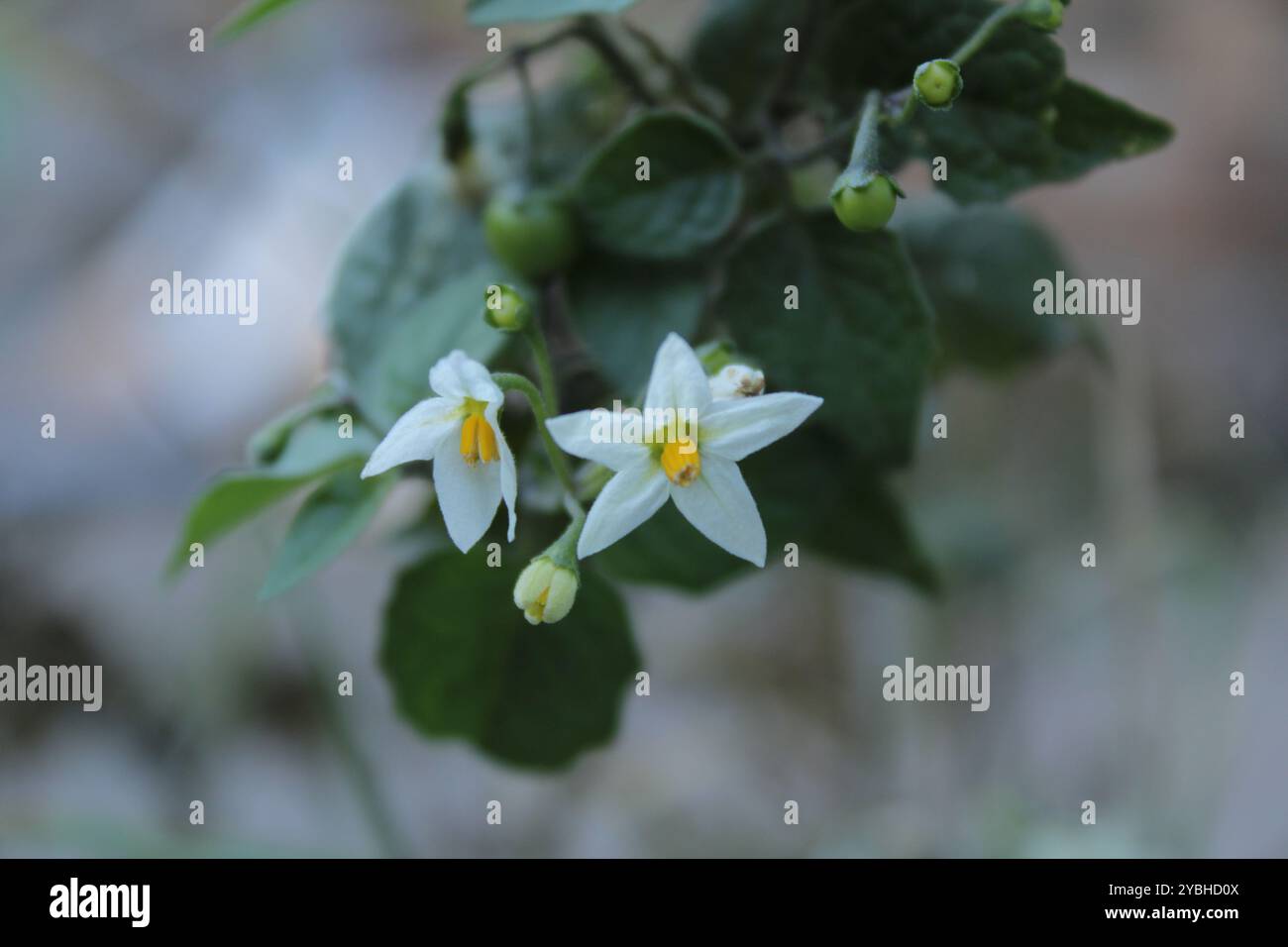 A white flower in bloom symbolizes purity and delicacy Stock Photo - Alamy