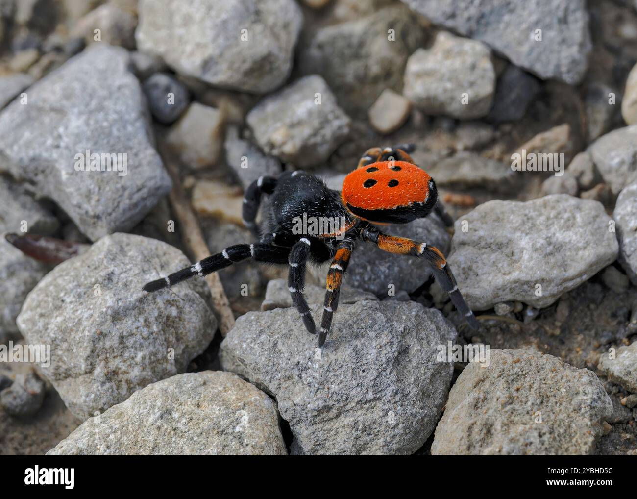 Joint legged arthropods hi-res stock photography and images - Alamy