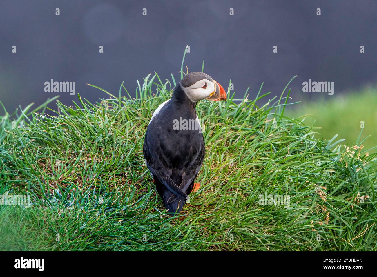 Puffin endangered animals hi-res stock photography and images - Alamy