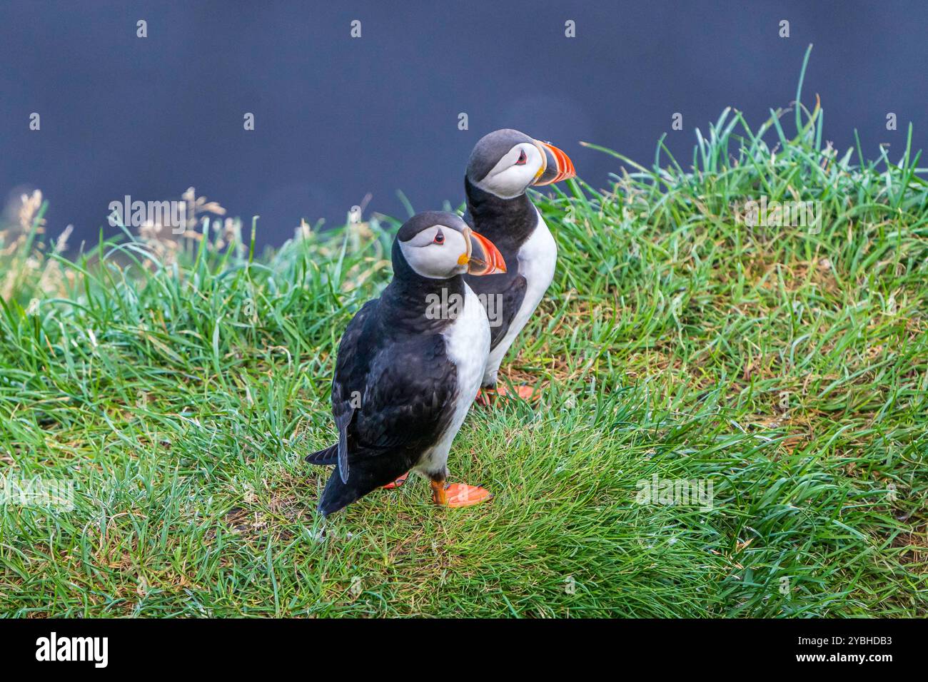 Puffin endangered animals hi-res stock photography and images - Alamy