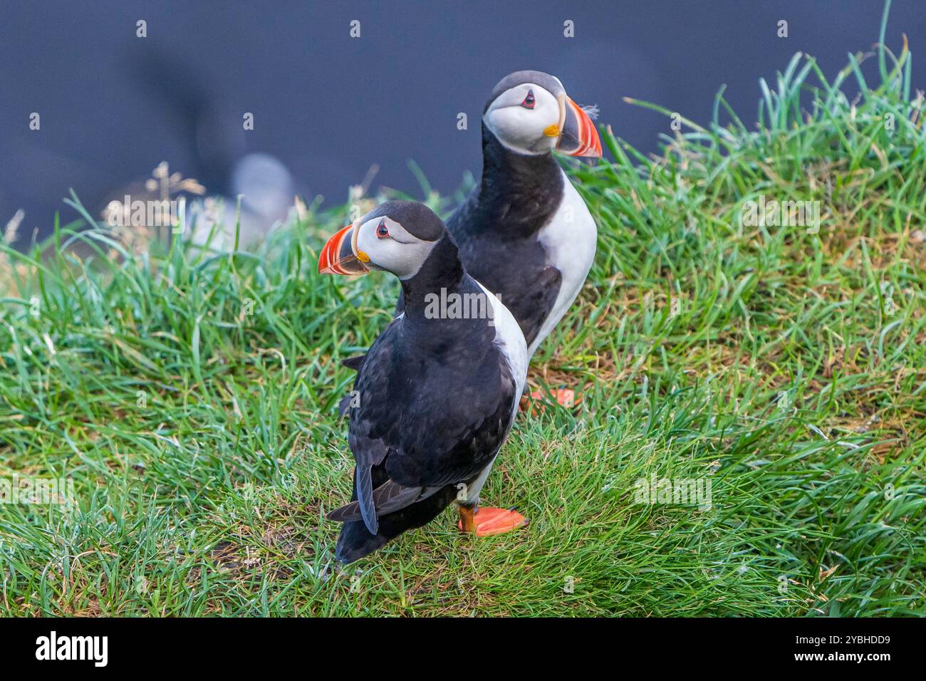 Common Puffin (Fratercula arctica Stock Photo - Alamy