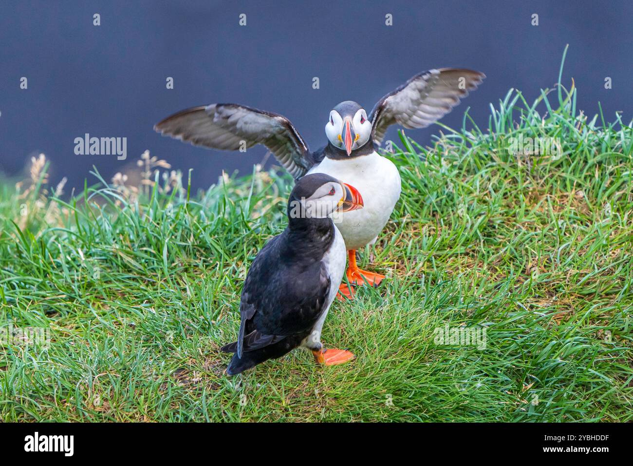 Puffin endangered animals hi-res stock photography and images - Alamy