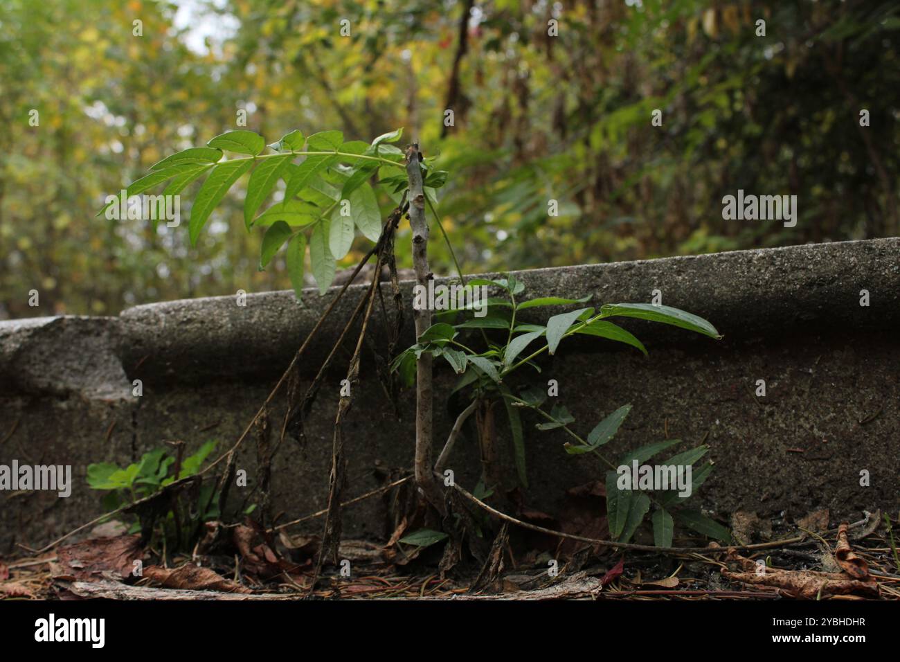 A tree growing from the stairs symbolizes the strength of nature and its ability to find a way ...