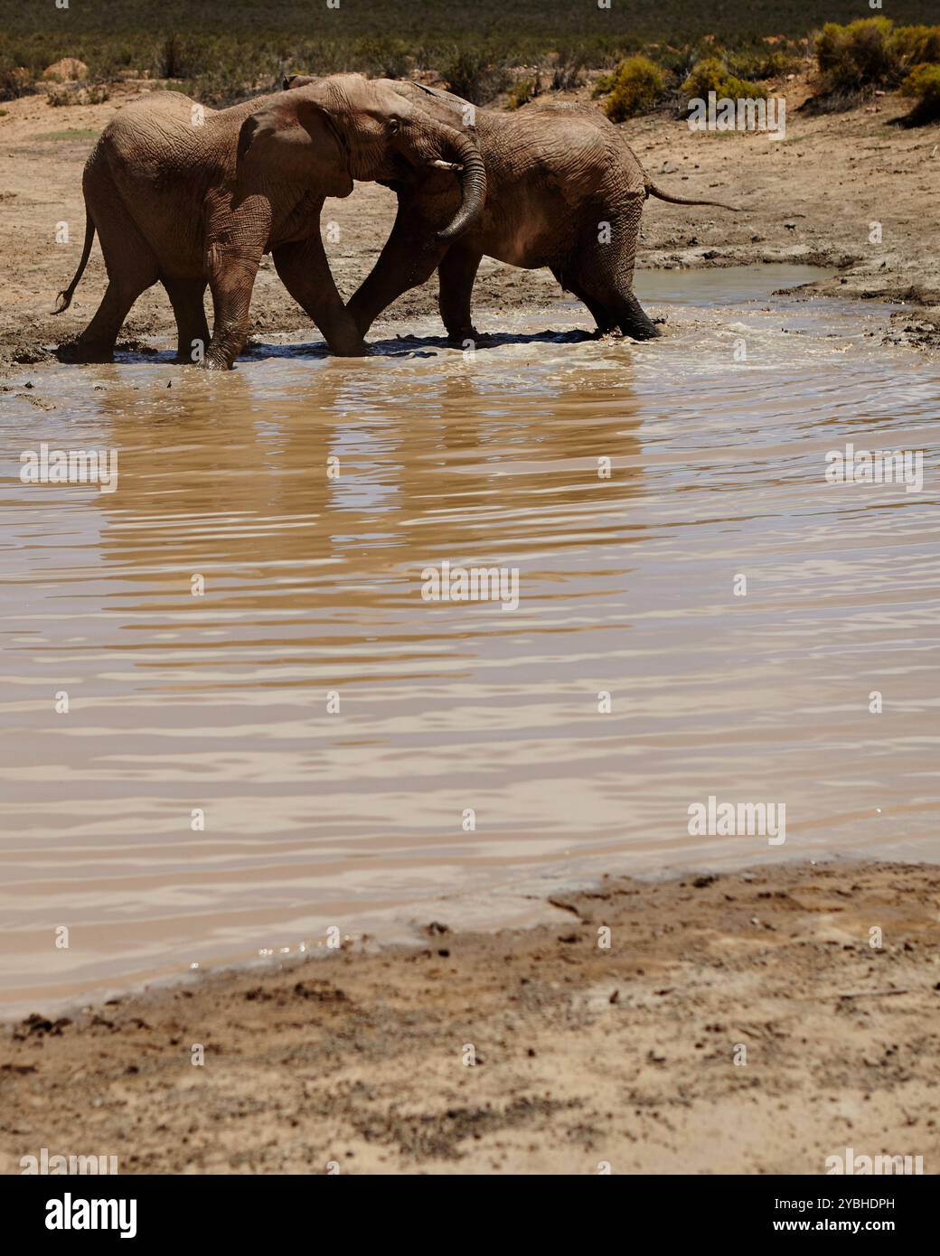 Safari, elephant and animals with water in river, wildlife and ...