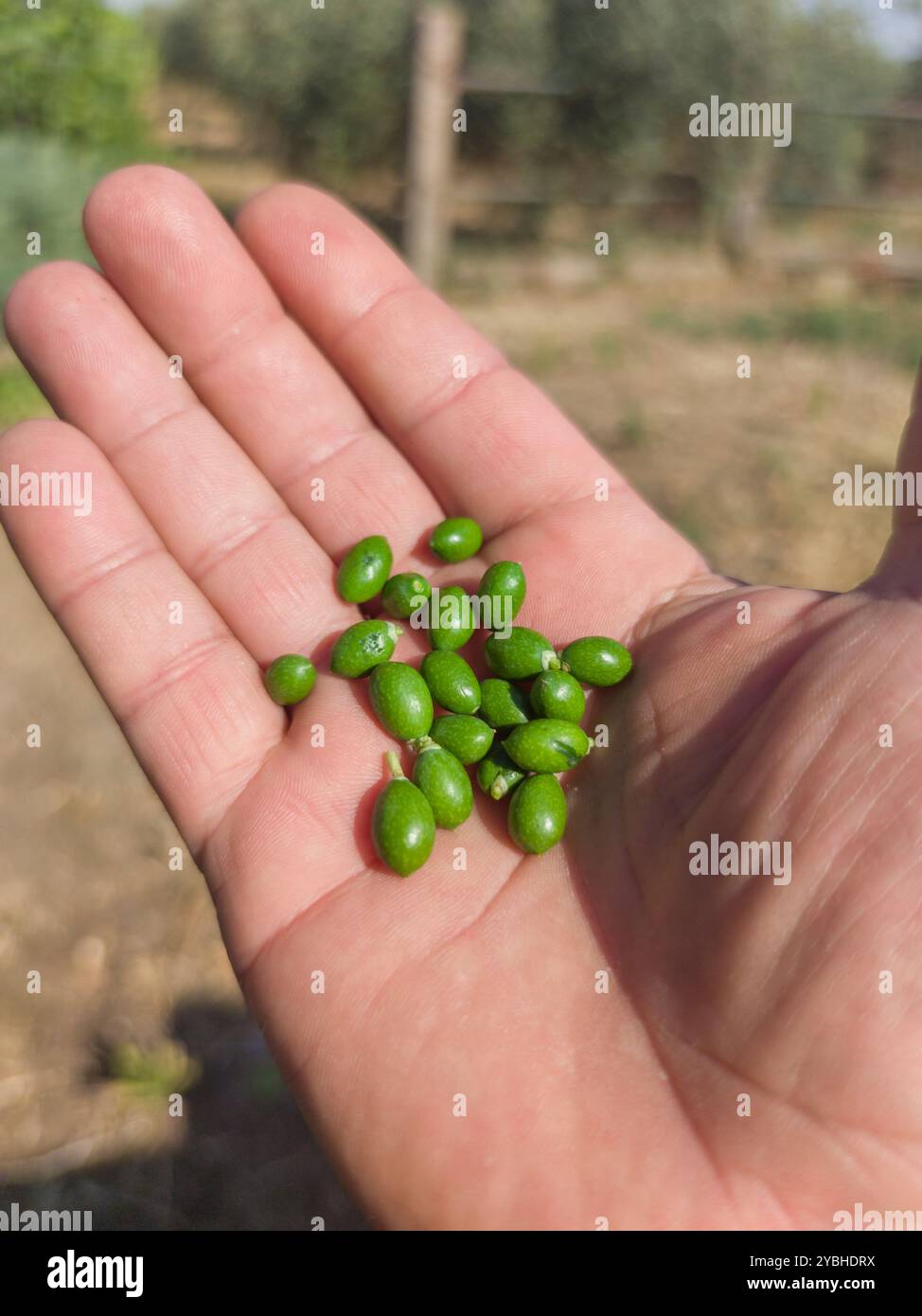 Extra virgin oilve oil hi-res stock photography and images - Alamy