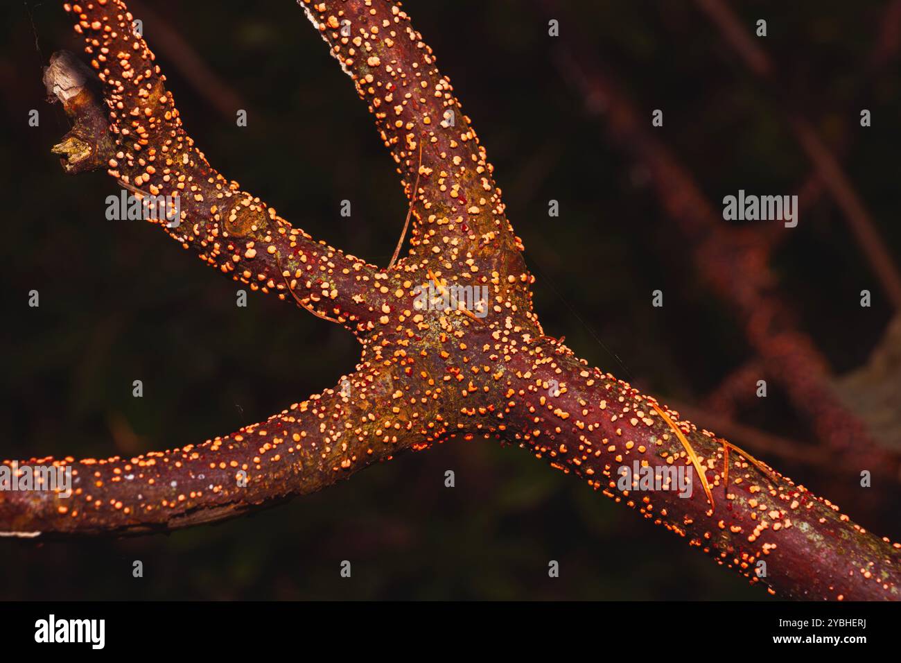 Egg like spheres hi-res stock photography and images - Alamy