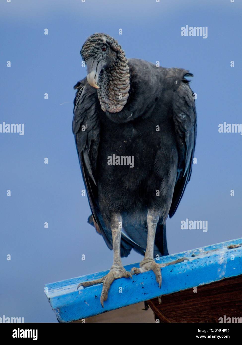 A Coragyps atratus (black vulture) perches on a weathered blue roof in ...