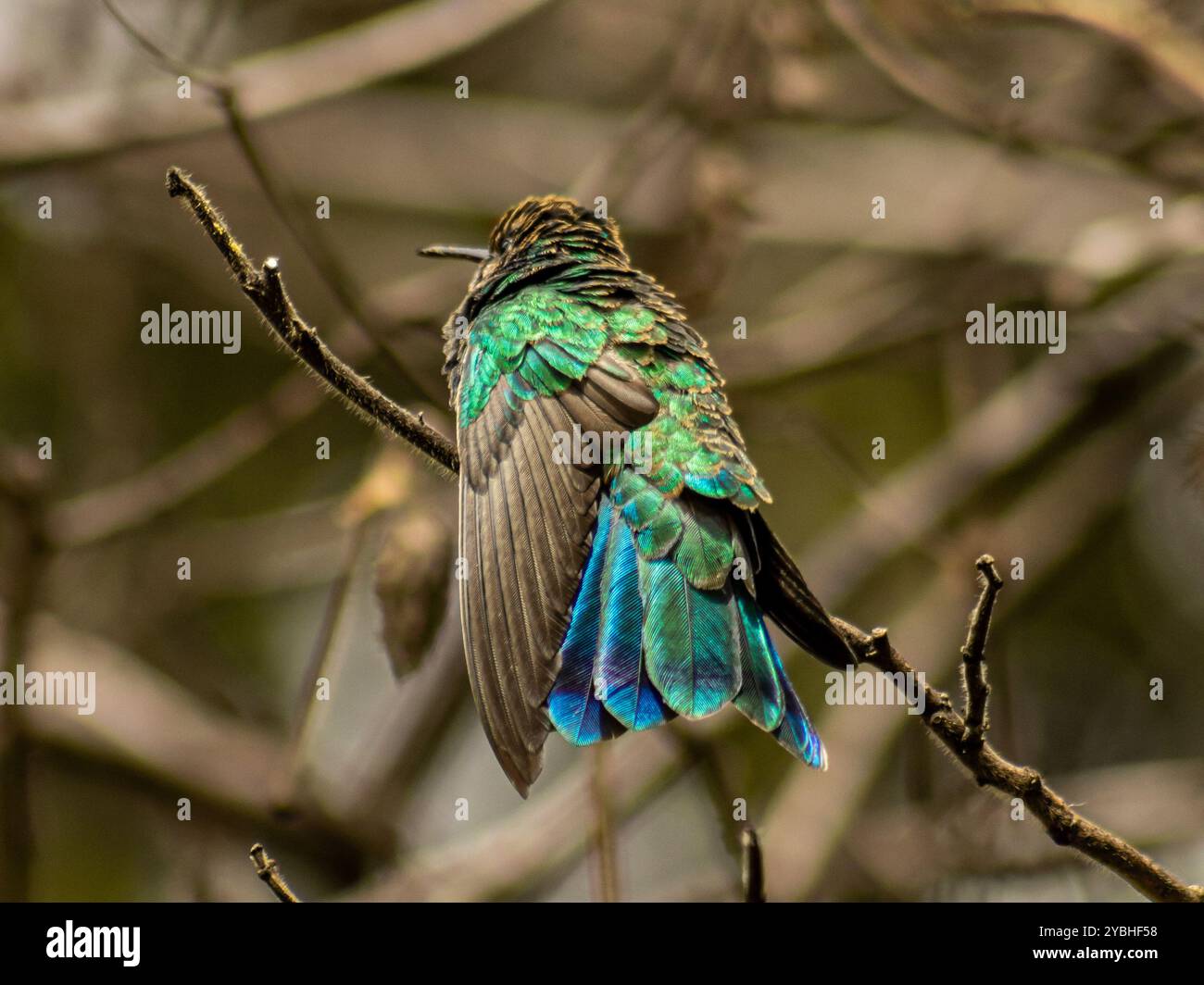 Hummingbird garden in bogota hi-res stock photography and images - Alamy