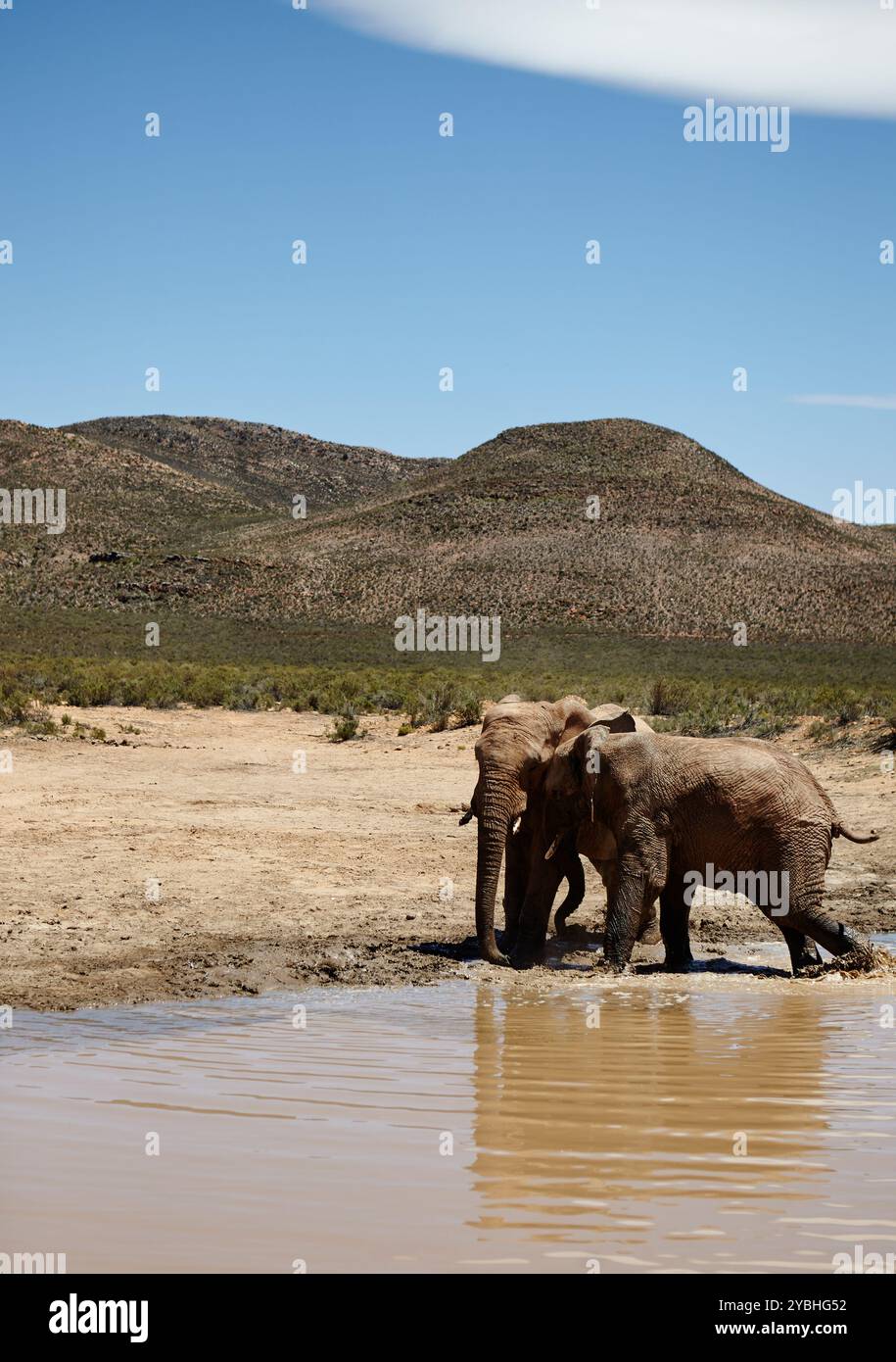 Zoo, elephant and animals with water for drink, wildlife and ...