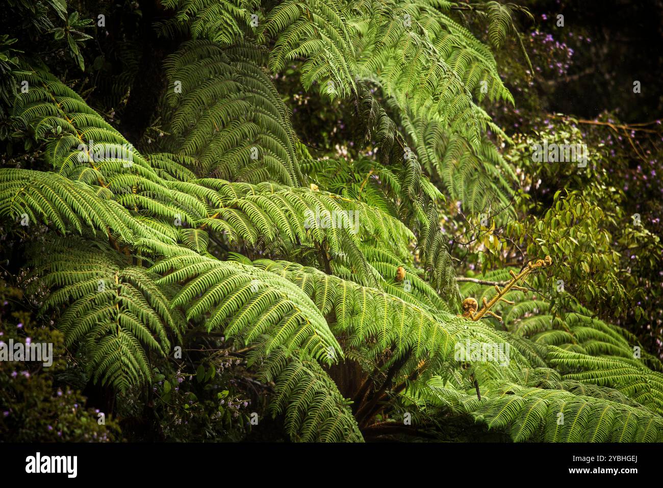 Giant Tree Fern, Cyathea crinita at Horton Plains Stock Photo - Alamy