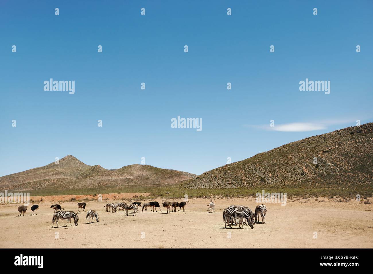 Wildlife, zebra and ostrich at safari in nature for conservation ...