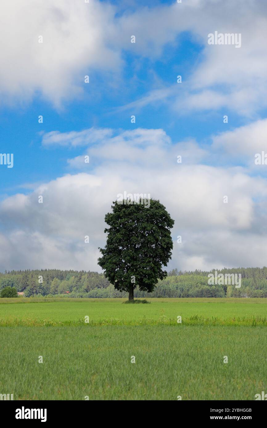 Solitary Maple tree in field on the sunny Midsummer Day 2023 Stock ...