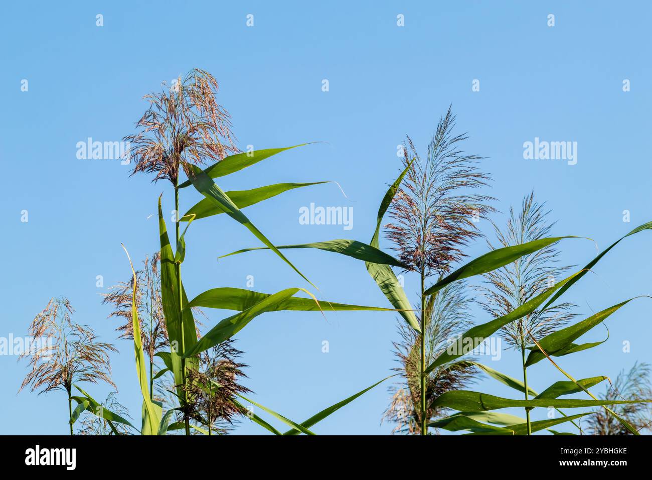 Common reed Phragmites australis. Thickets of fluffy green cane trunks ...