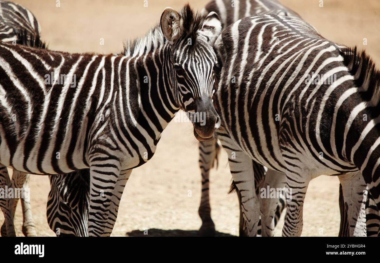 Sustainability, outdoor and nature with zebra for wildlife ...