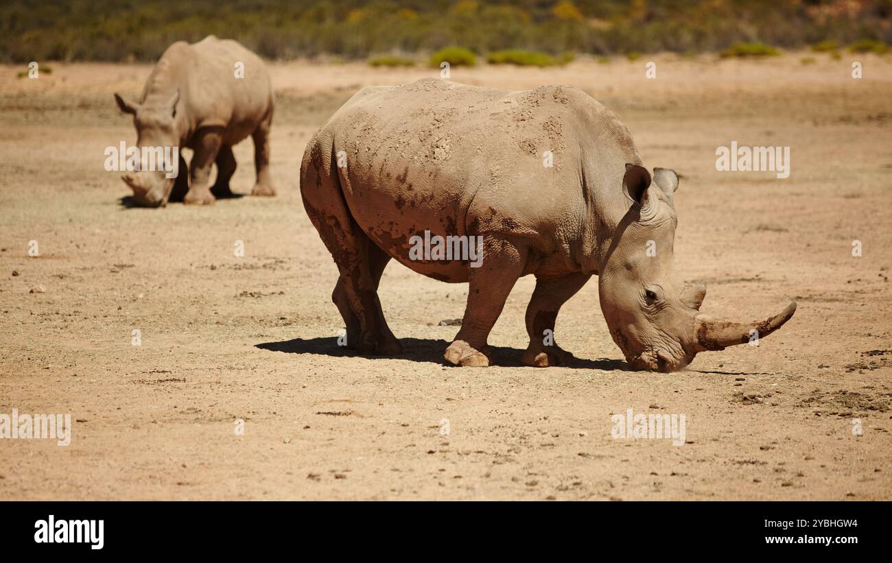 Rhino, safari and wildlife conservation for environment, indigenous and ...