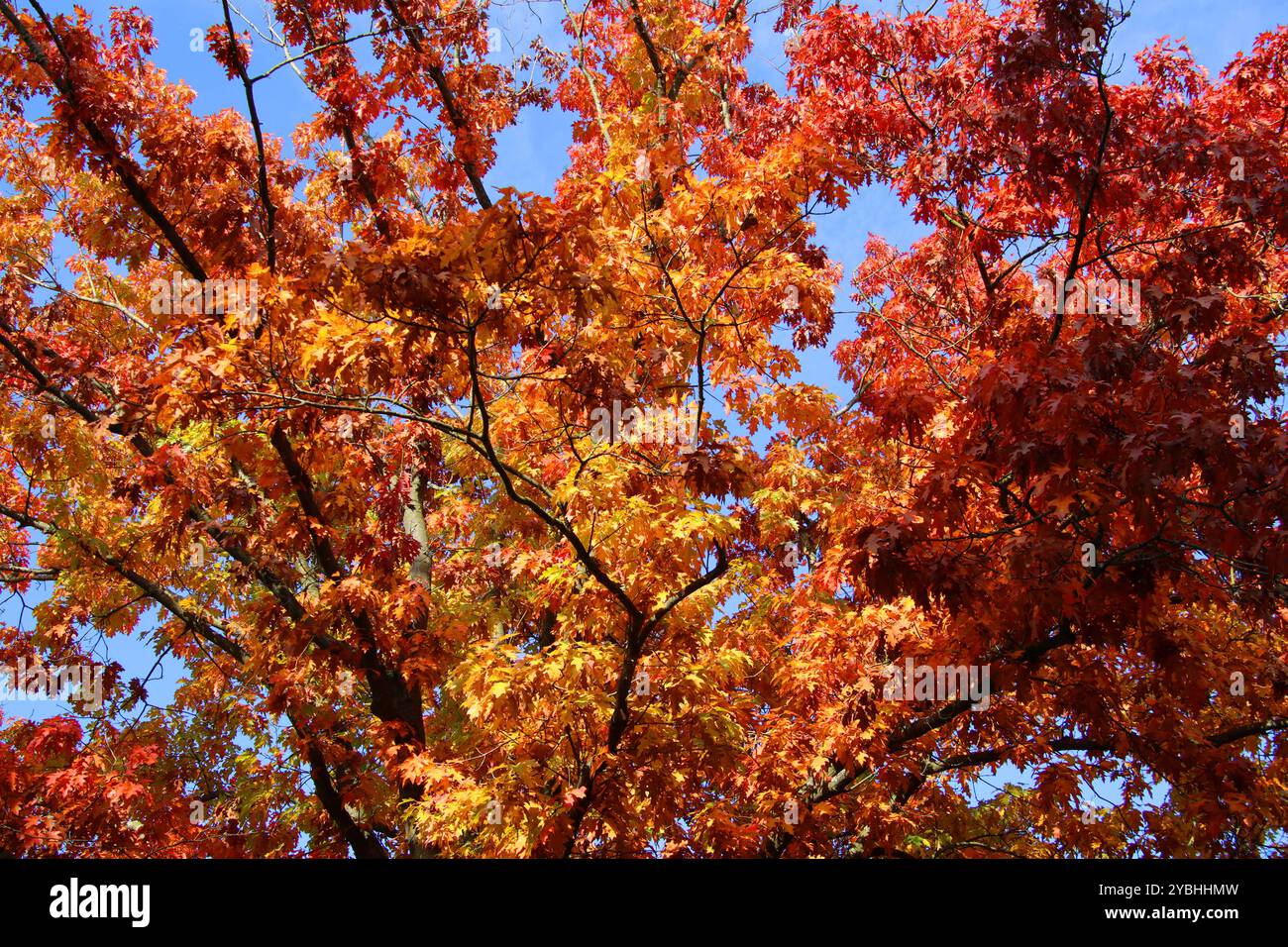 Golden oktober hi-res stock photography and images - Alamy