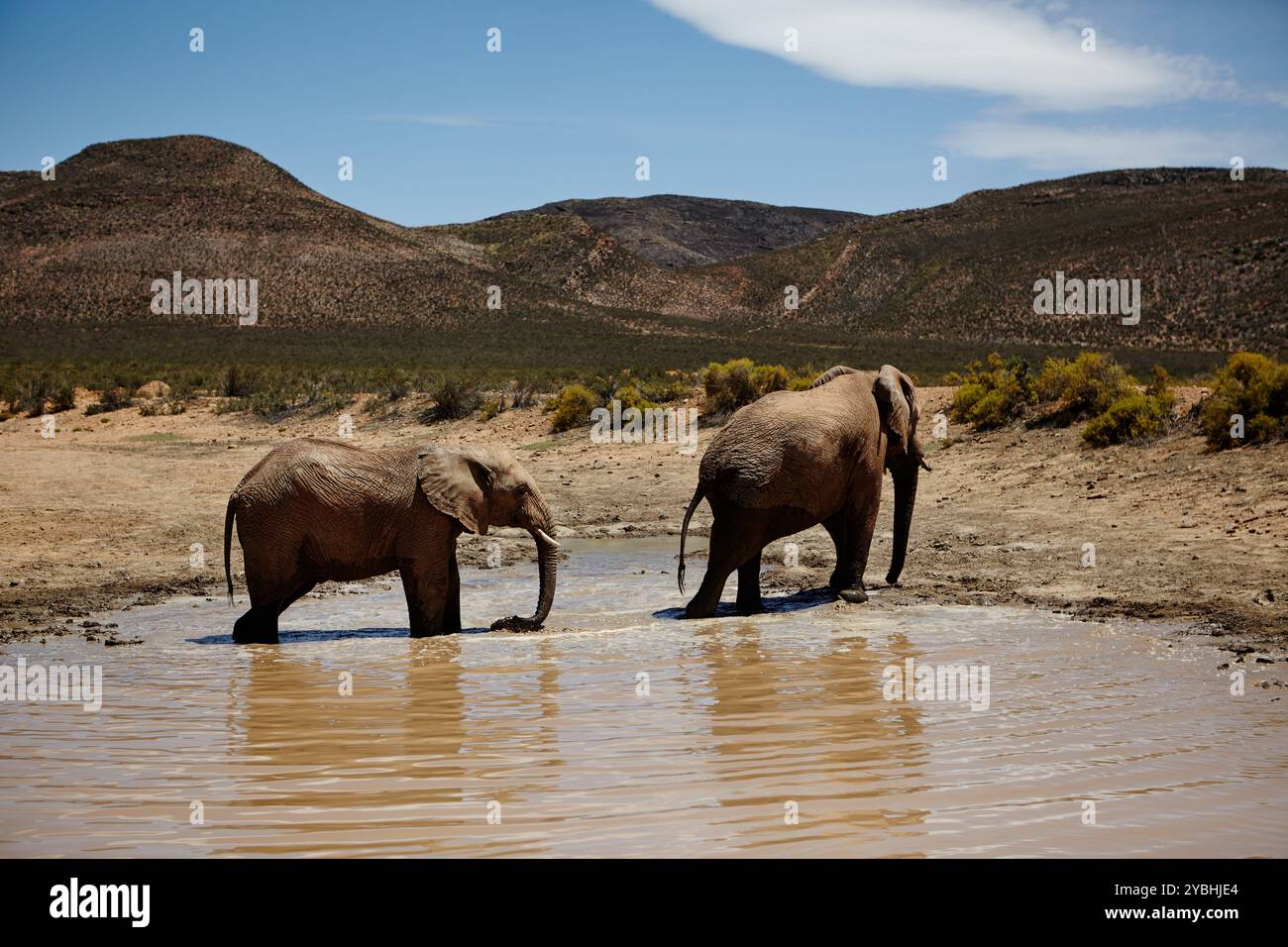 Safari, elephant and animals for walking in river, wildlife and ...