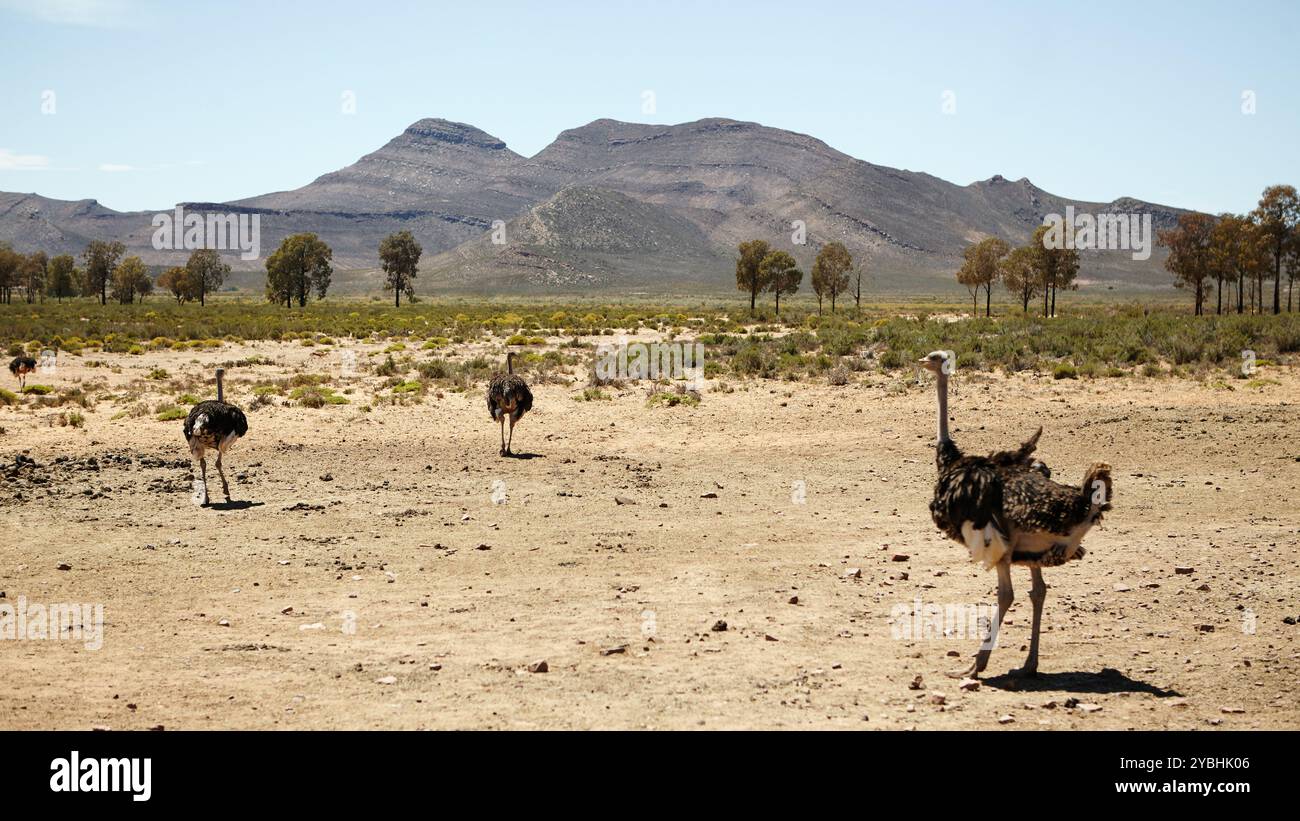 Ostrich, animal and wildlife conservation for environment and ...