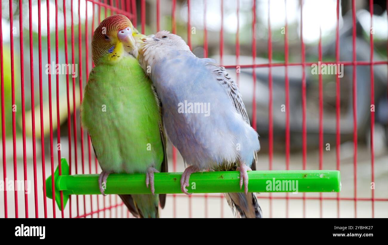 Wings in case hi-res stock photography and images - Alamy