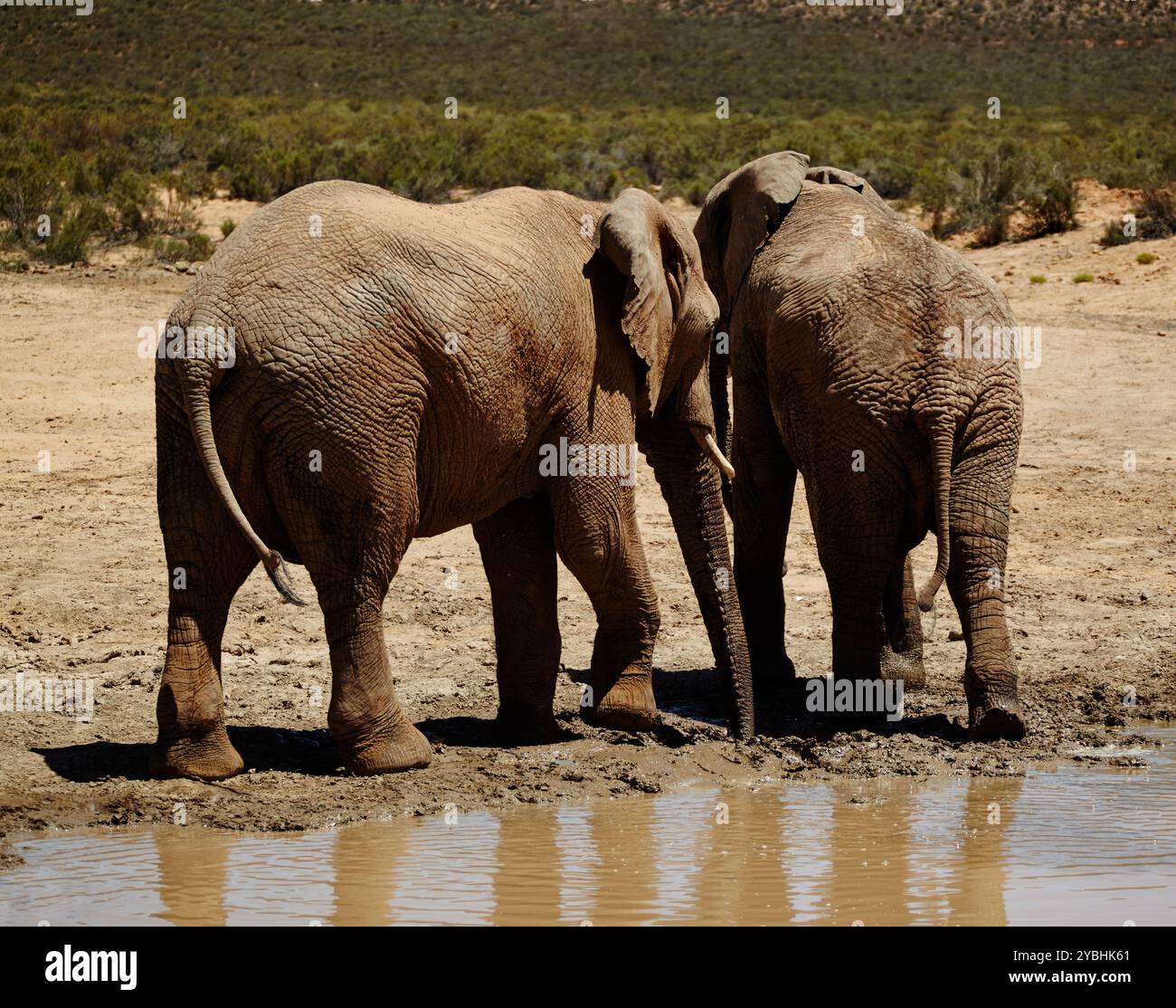 Wildlife, elephant and walking by waterhole in desert for hydration ...