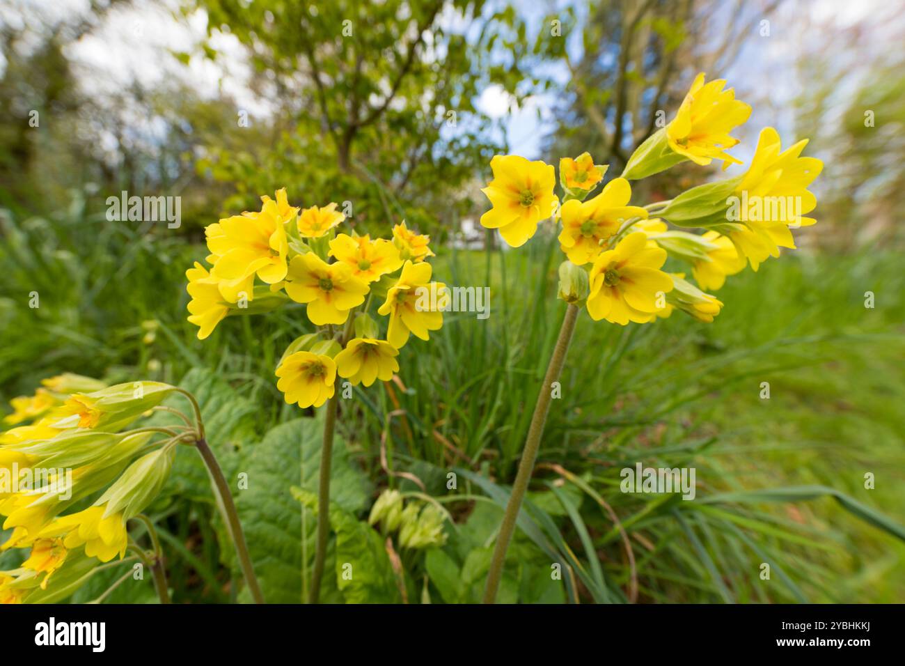 False Oxlip (Primula x polyantha ) flowering in a garden. Powys, Wales ...