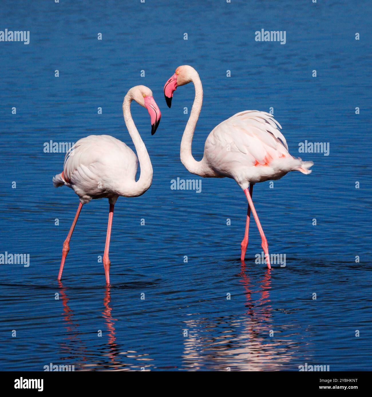 pair of flamingos in a marsh Stock Photo - Alamy