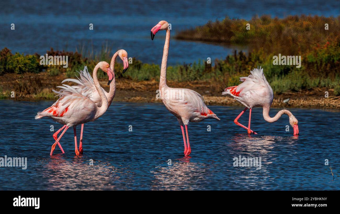 Flamingos paradise hi-res stock photography and images - Alamy