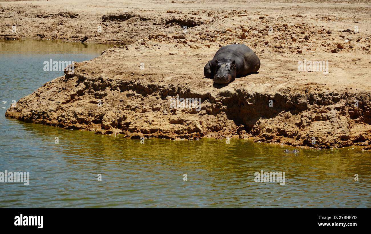 Animal, wildlife and hippo by water in safari for conservation ...