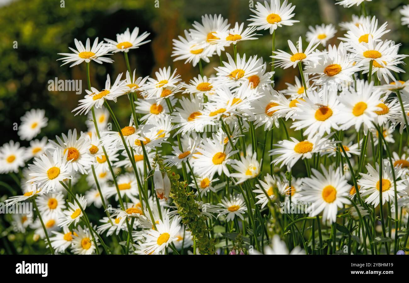 Outdoor, flowers and growth in nature, peace and season for plants ...