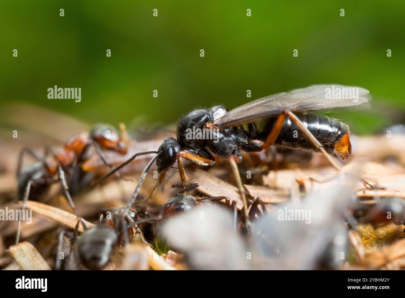 Red queen ant hi-res stock photography and images - Alamy