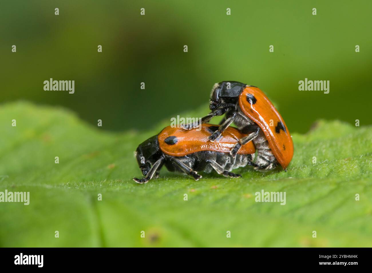 Four Spotted Leaf Beetle (Clytra quadripunctata) mating pair on a leaf ...