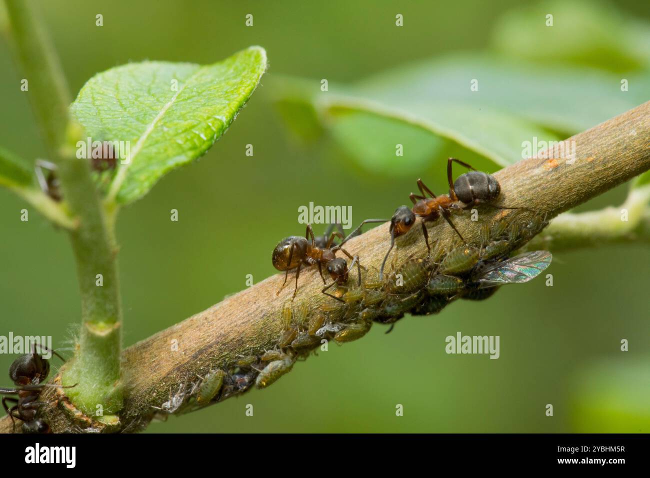 Red Wood Ant (Formica rufa) workers tending aphids on a Sallow tree ...