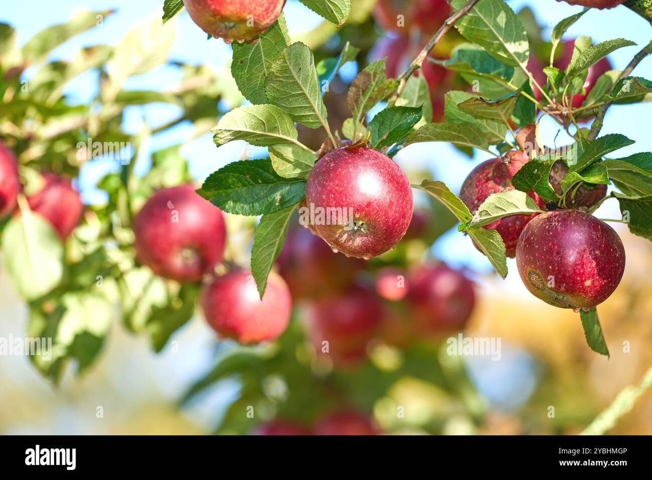 Farming, growth and apple on tree in nature for cultivation, orchard ...