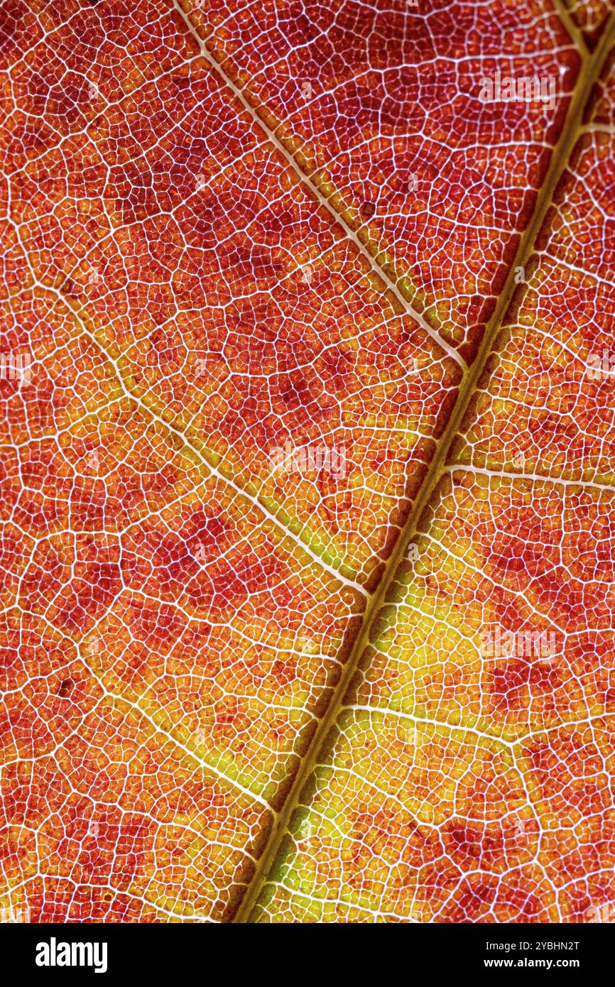 Orange vertical line pattern hi-res stock photography and images - Alamy