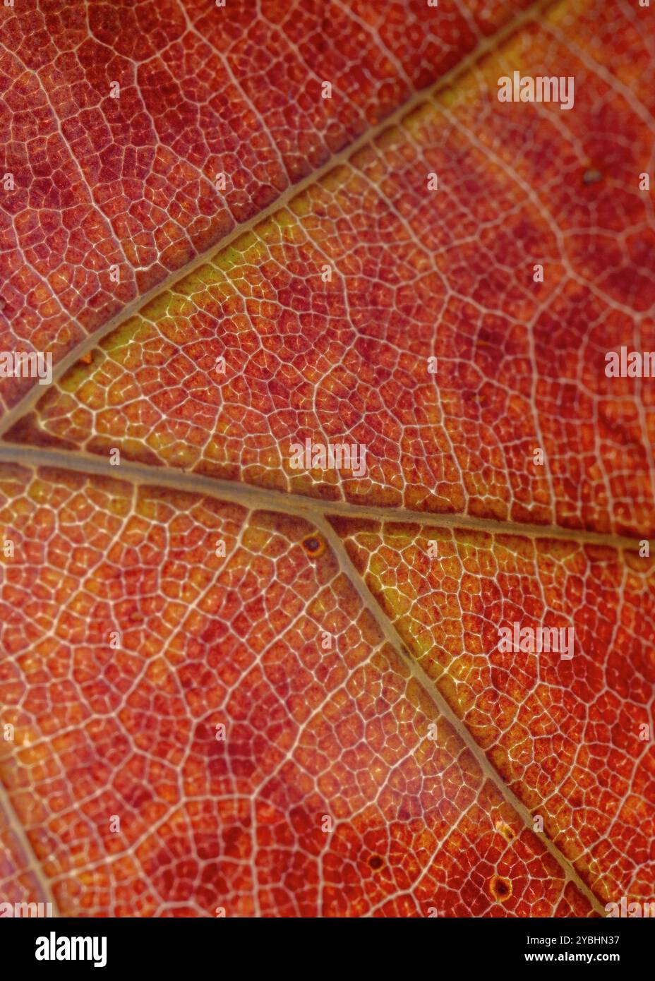 Macro vein pattern hi-res stock photography and images - Alamy