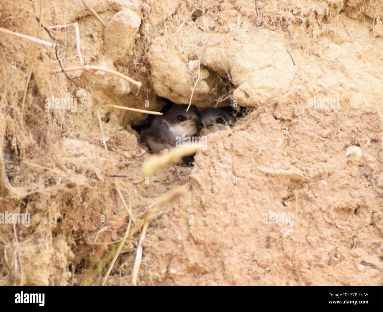 Sand martin young nest uk hi-res stock photography and images - Alamy