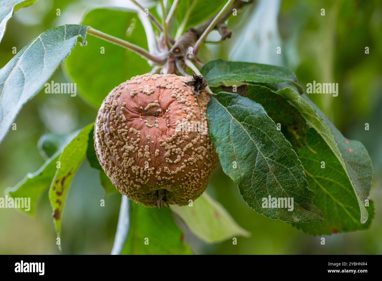 Outdoor, tree and rotten apple in nature, moldy and bacteria, decay of ...