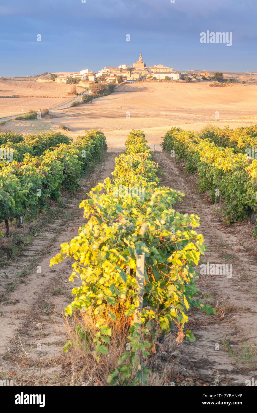 Navarra spain vineyard hi-res stock photography and images - Alamy