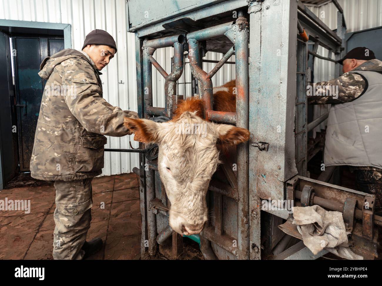 farmer, equipped with scanner, interacts with cattle in setting that ...