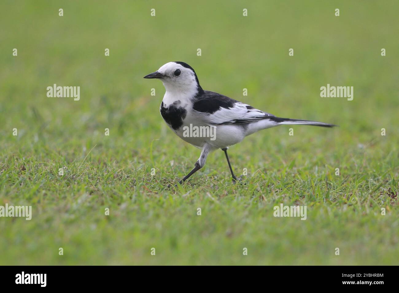Wagtails are a group of passerine birds that form the genus Motacilla ...
