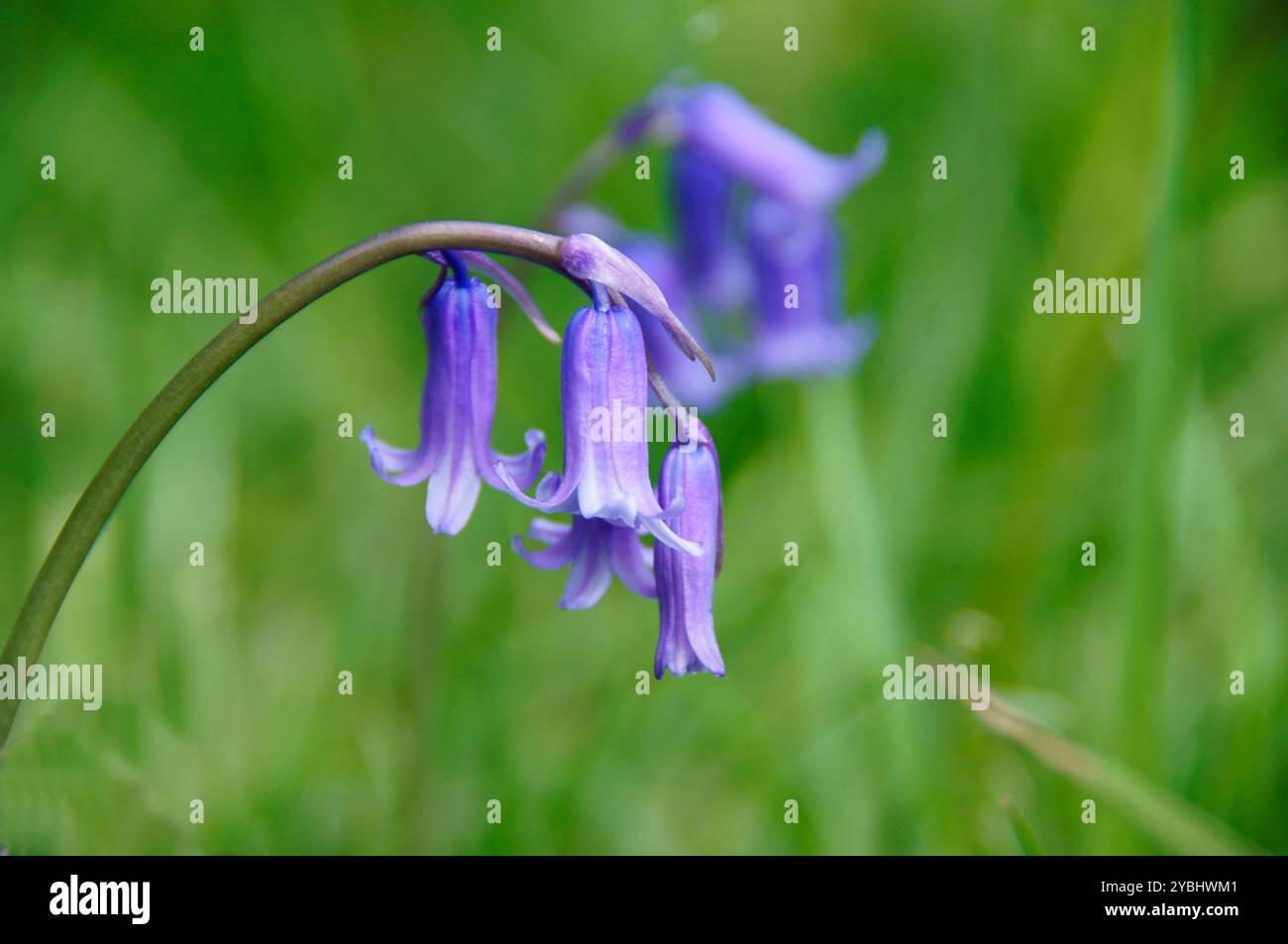 Wootton village hi-res stock photography and images - Alamy