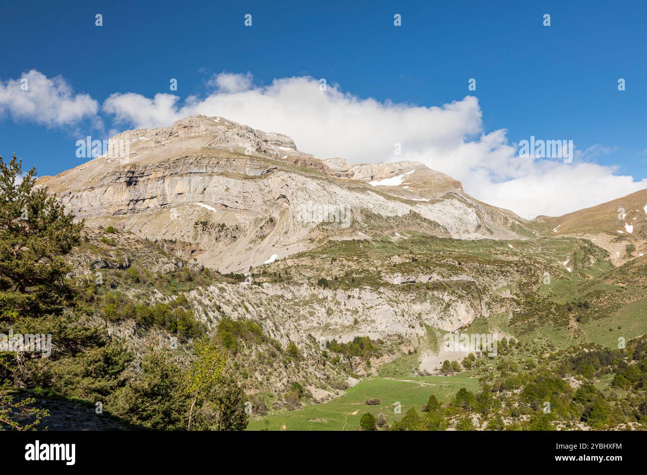 Plano de lizara hi-res stock photography and images - Alamy