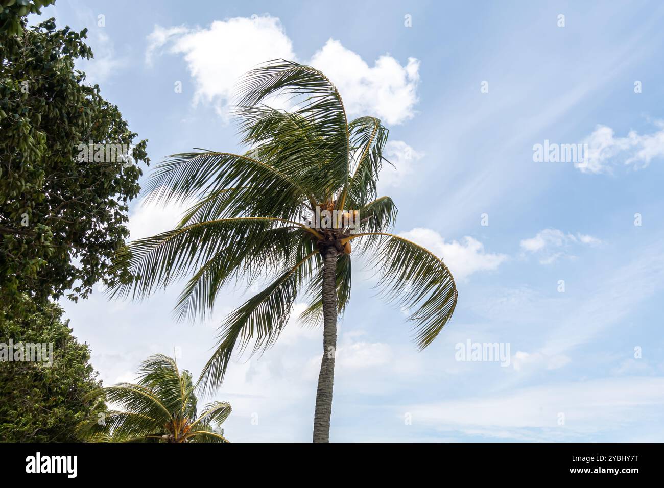 The coconut tree (Cocos nucifera) palm tree in East Coast Park ...