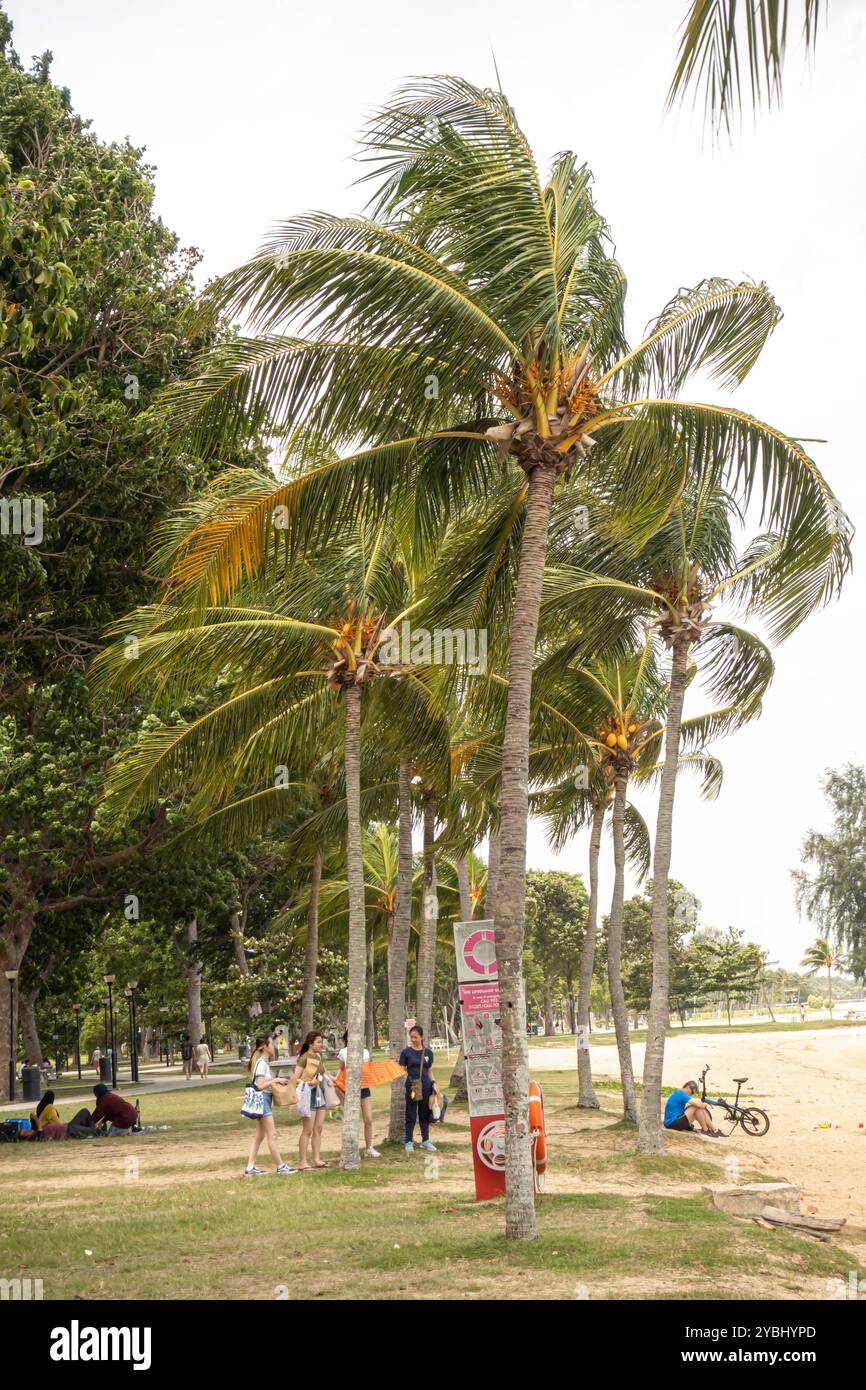 The coconut tree (Cocos nucifera) palm tree in East Coast Park ...
