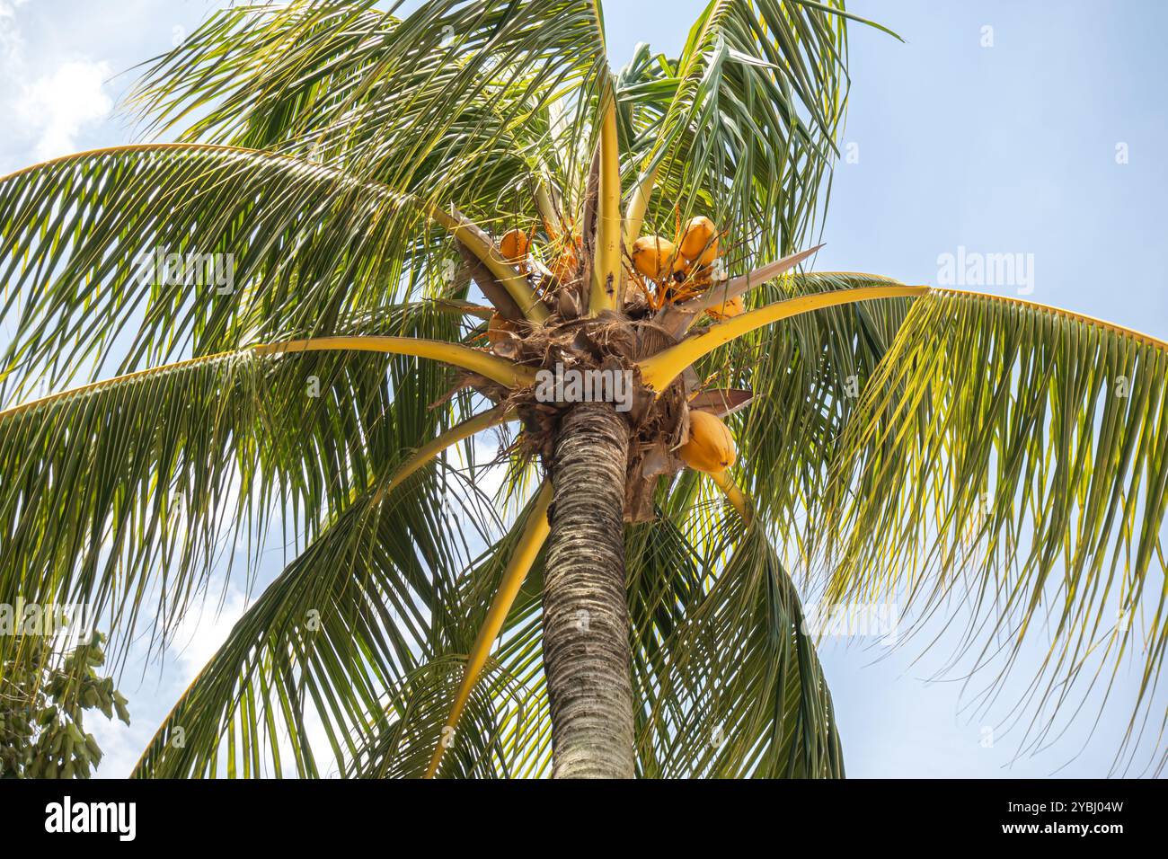 Singapore coconut tree hi-res stock photography and images - Alamy