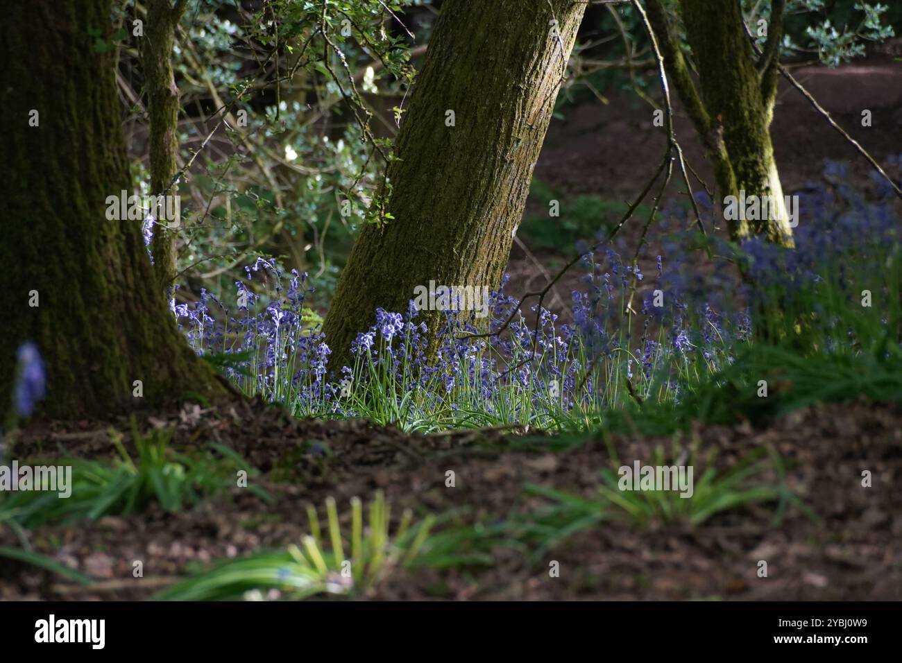 Lickey Hills rednal, Birmingham Stock Photo - Alamy