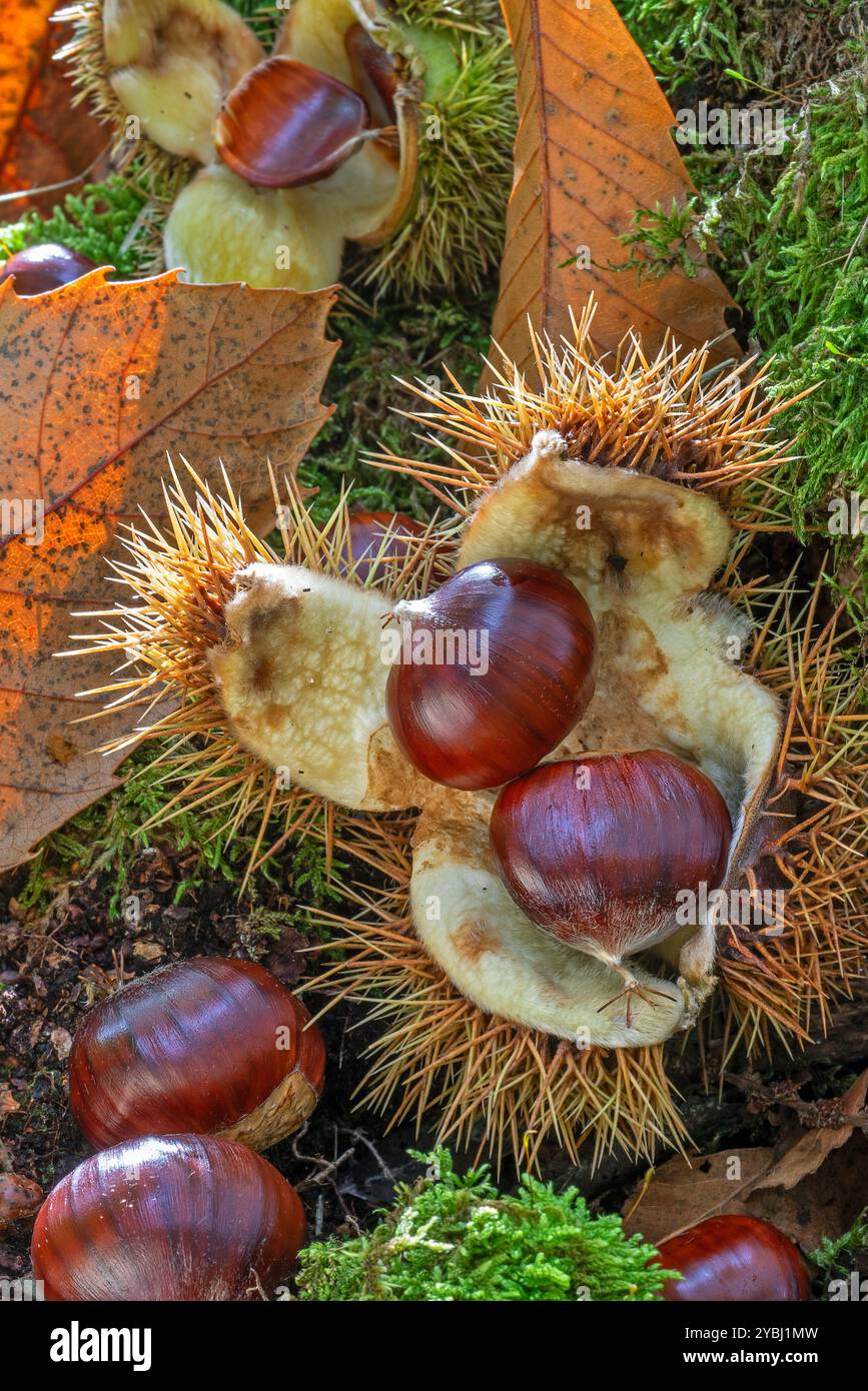 Closeup spiny cupules leaves hi-res stock photography and images - Alamy